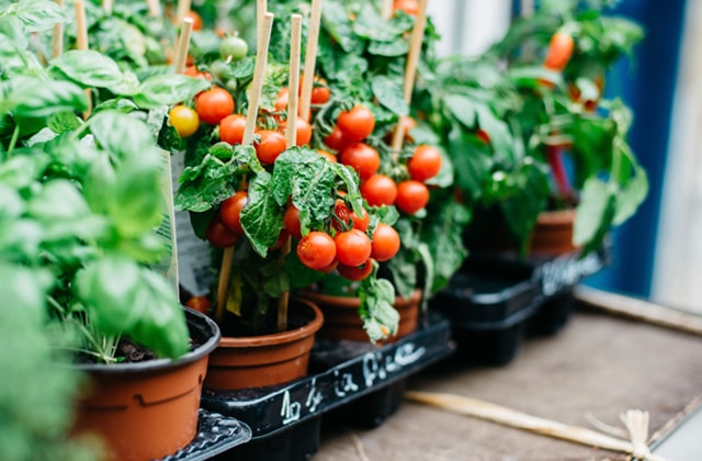 Guide pour réussir son potager de légumes | RONA