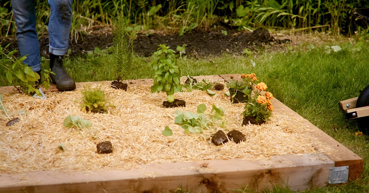 How to Master Lasagna Gardening | RONA