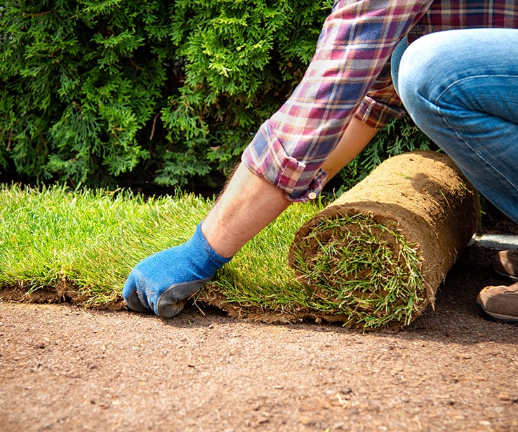 DIY Guide: How to Lay Sod for a Perfect Lawn | RONA