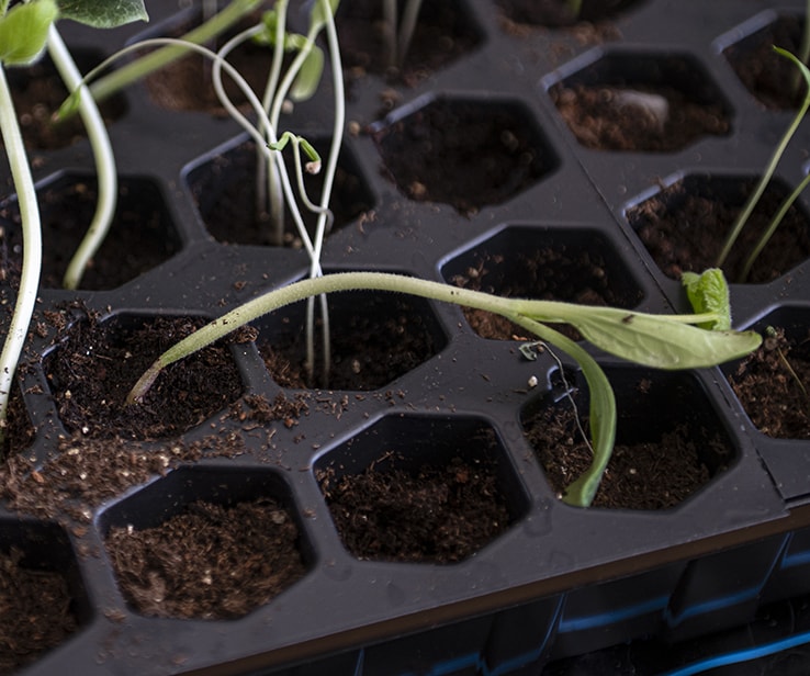 9 Common Problems with Seedlings and How to Solve Them | RONA