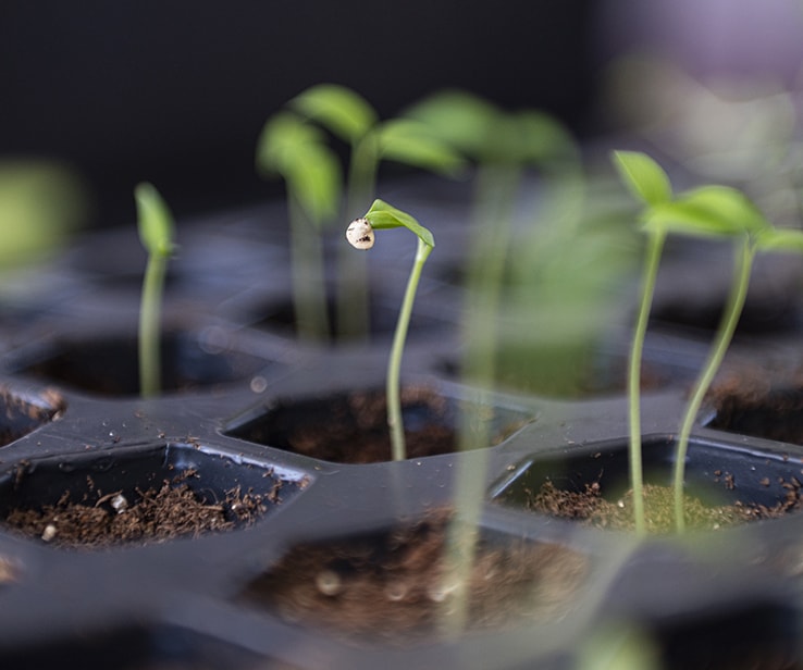 9 Common Problems with Seedlings and How to Solve Them | RONA