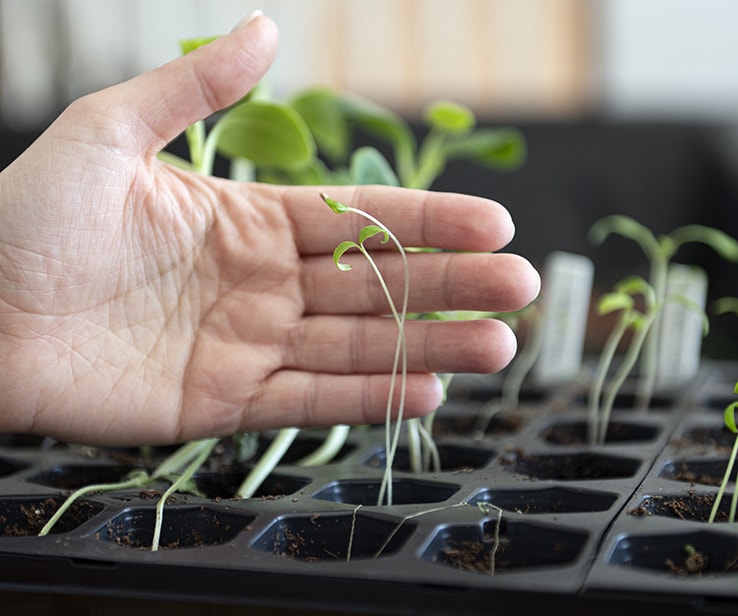 9 Common Problems with Seedlings and How to Solve Them | RONA