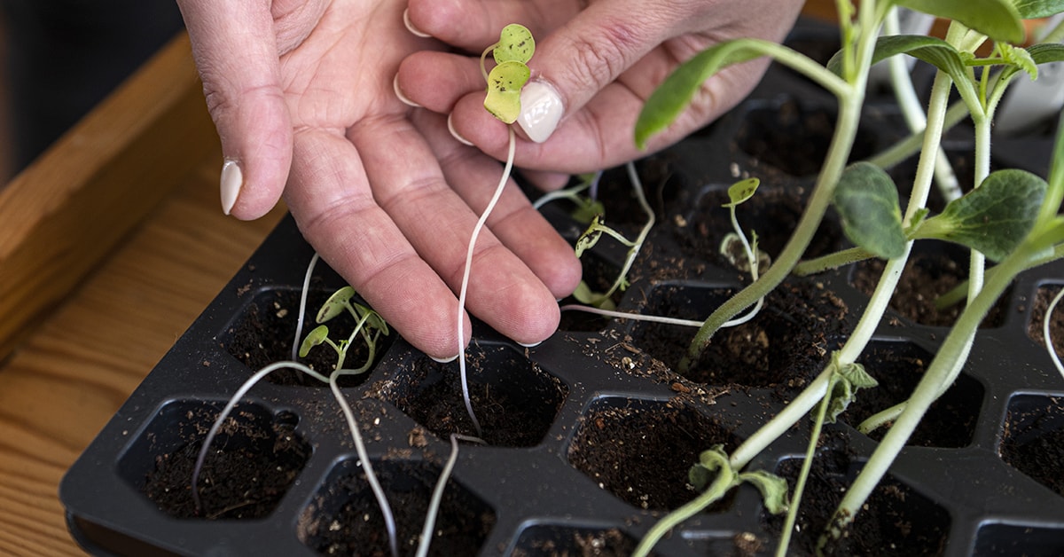 9 Common Problems with Seedlings and How to Solve Them | RONA