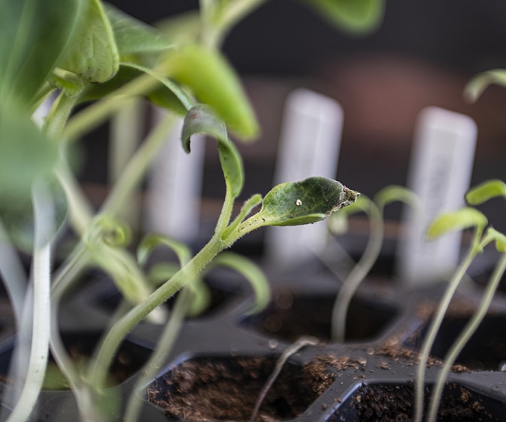 9 Common Problems with Seedlings and How to Solve Them | RONA