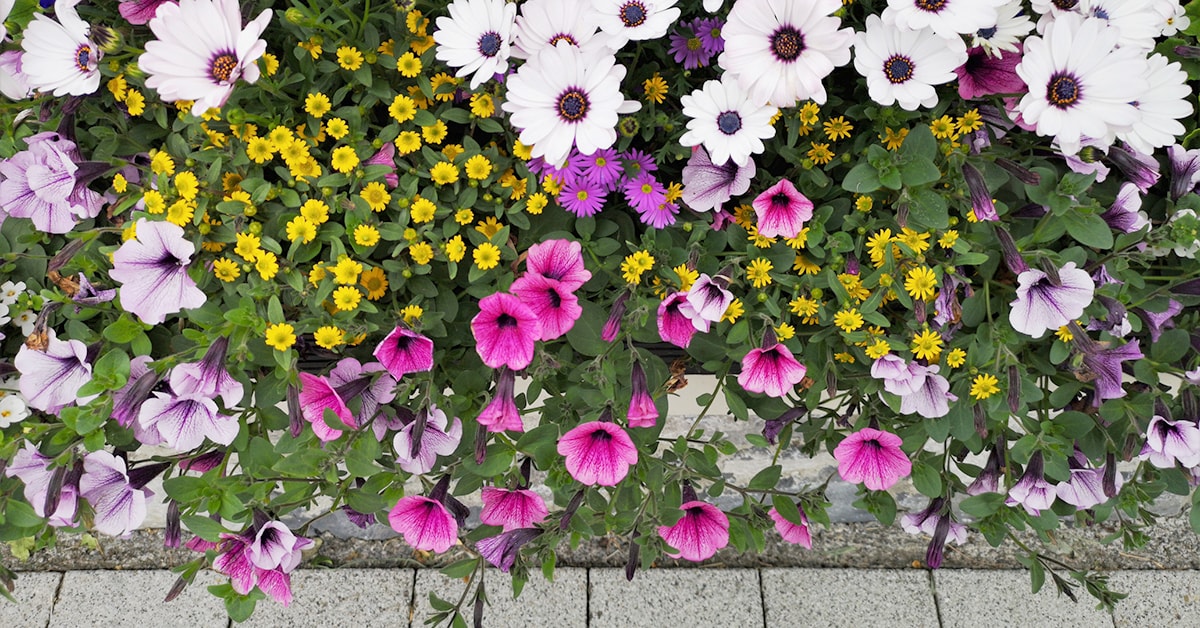 How to Design a Beautiful Flower Garden | RONA