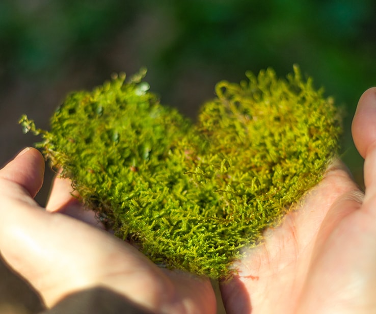 How to Get Rid of Moss in Your Lawn | RONA