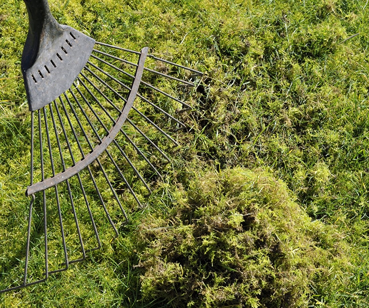 How to Get Rid of Moss in Your Lawn | RONA