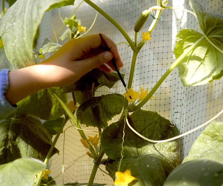Pousse-partout : comment utiliser une serre de jardin | RONA