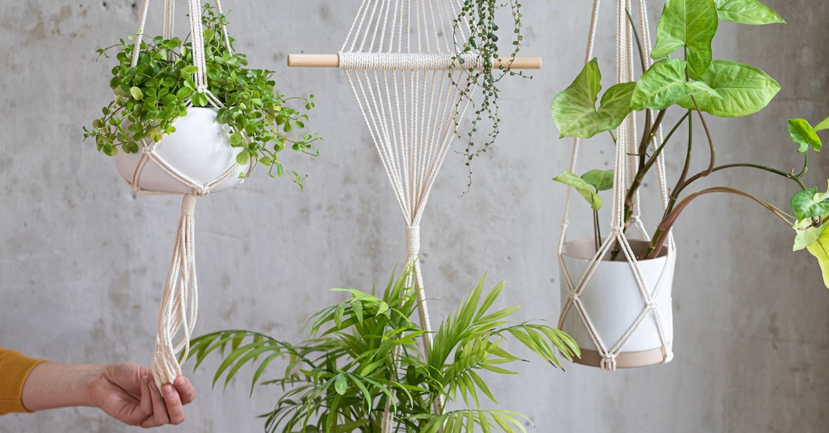 The Ultimate Guide to Hanging Plants | RONA