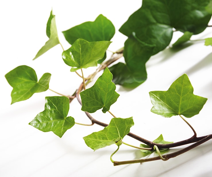 Guide ultime des plantes suspendues | RONA