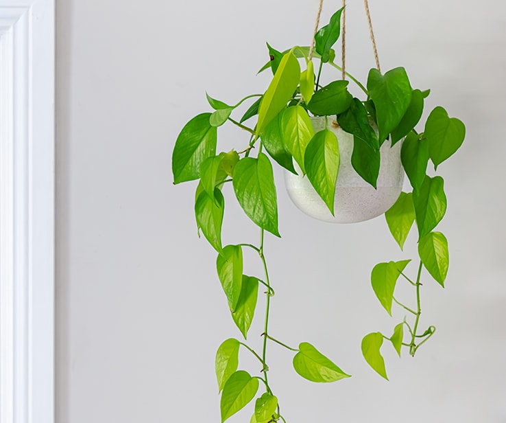Guide ultime des plantes suspendues | RONA