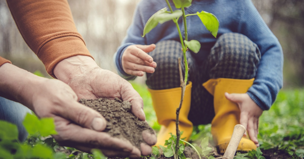 How to Plant Trees, Shrubs, and Other Plants | RONA