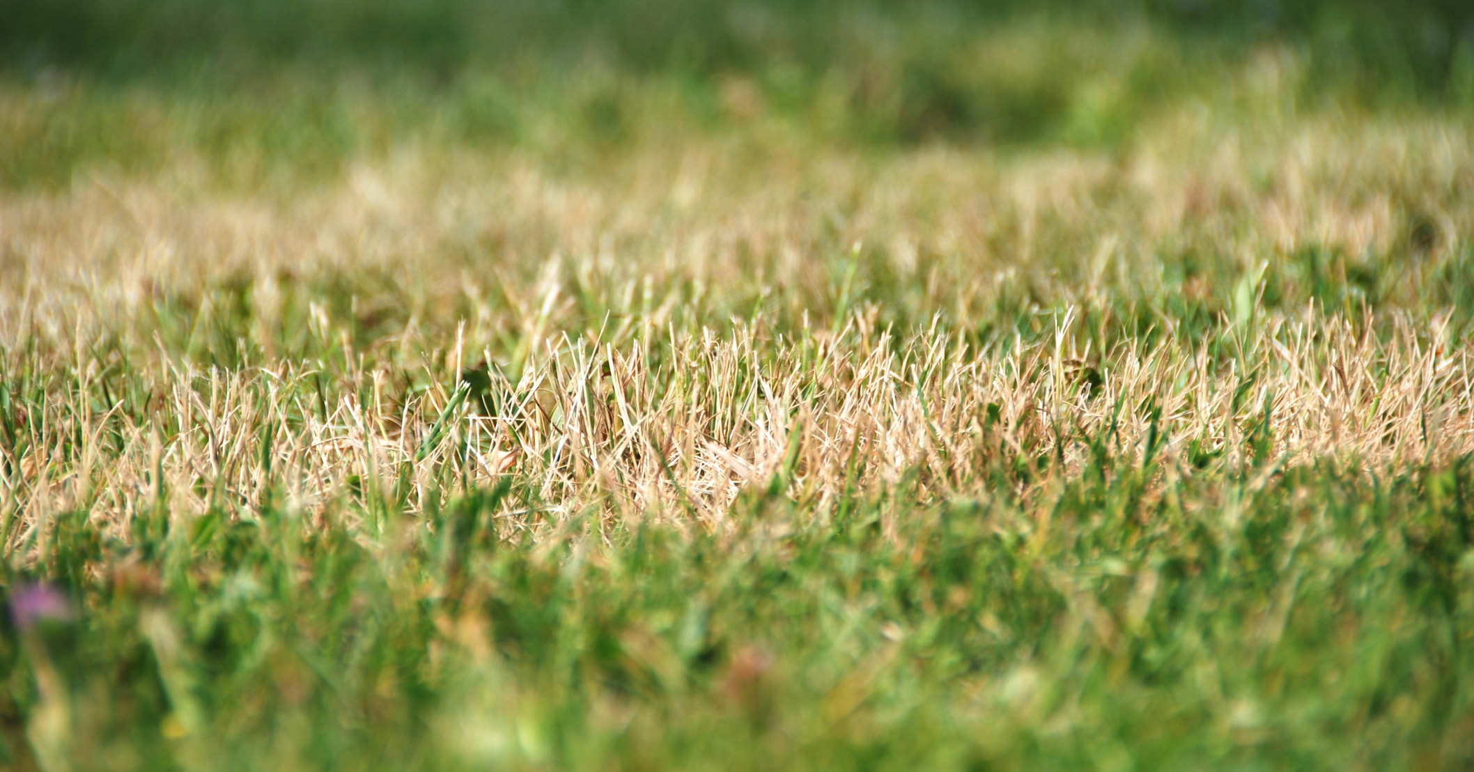 Comment se débarrasser des vers blancs dans le gazon | RONA