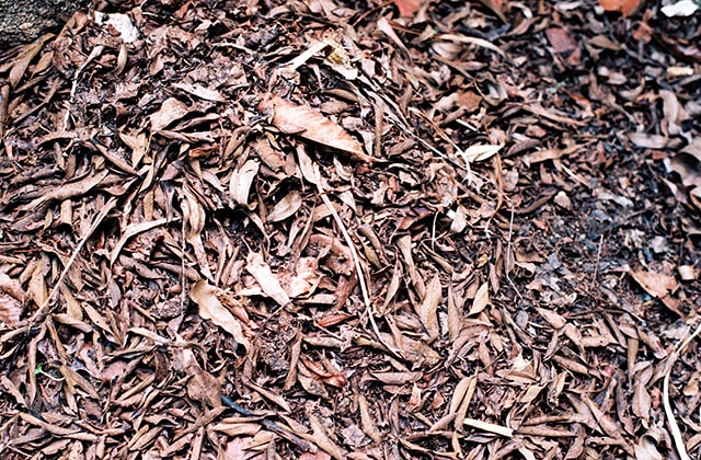 Protection hivernale des arbres, arbustes et plantes | RONA